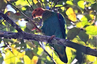 Bald Parrot - Pyrilia aurantiocephala - Birds of the World