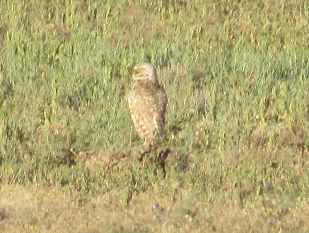 eBird Checklist - 29 Jun 2019 - Cochran Co.--FM301 Prairie Dog Town - 6 ...