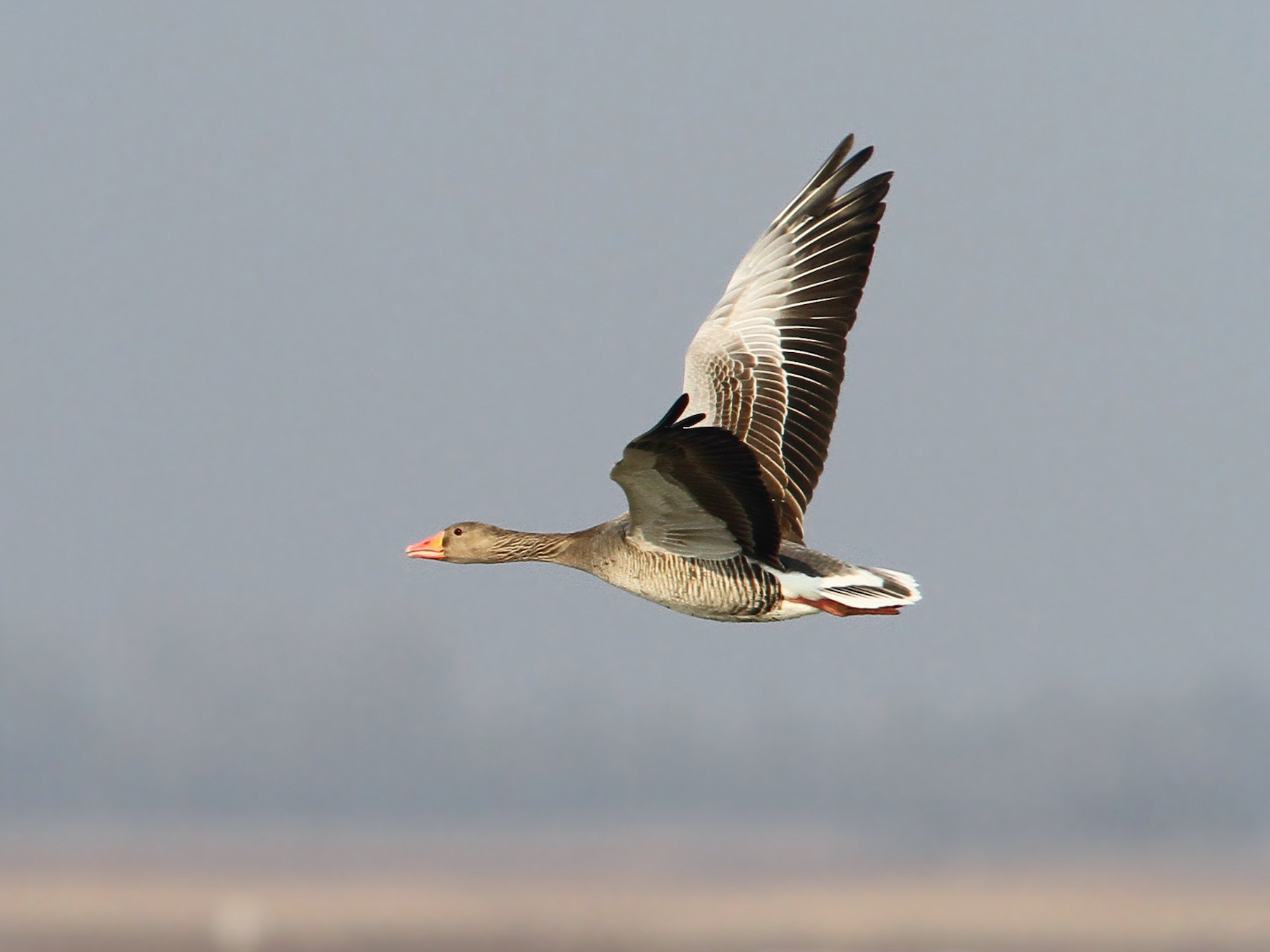 Greylag Goose - eBird