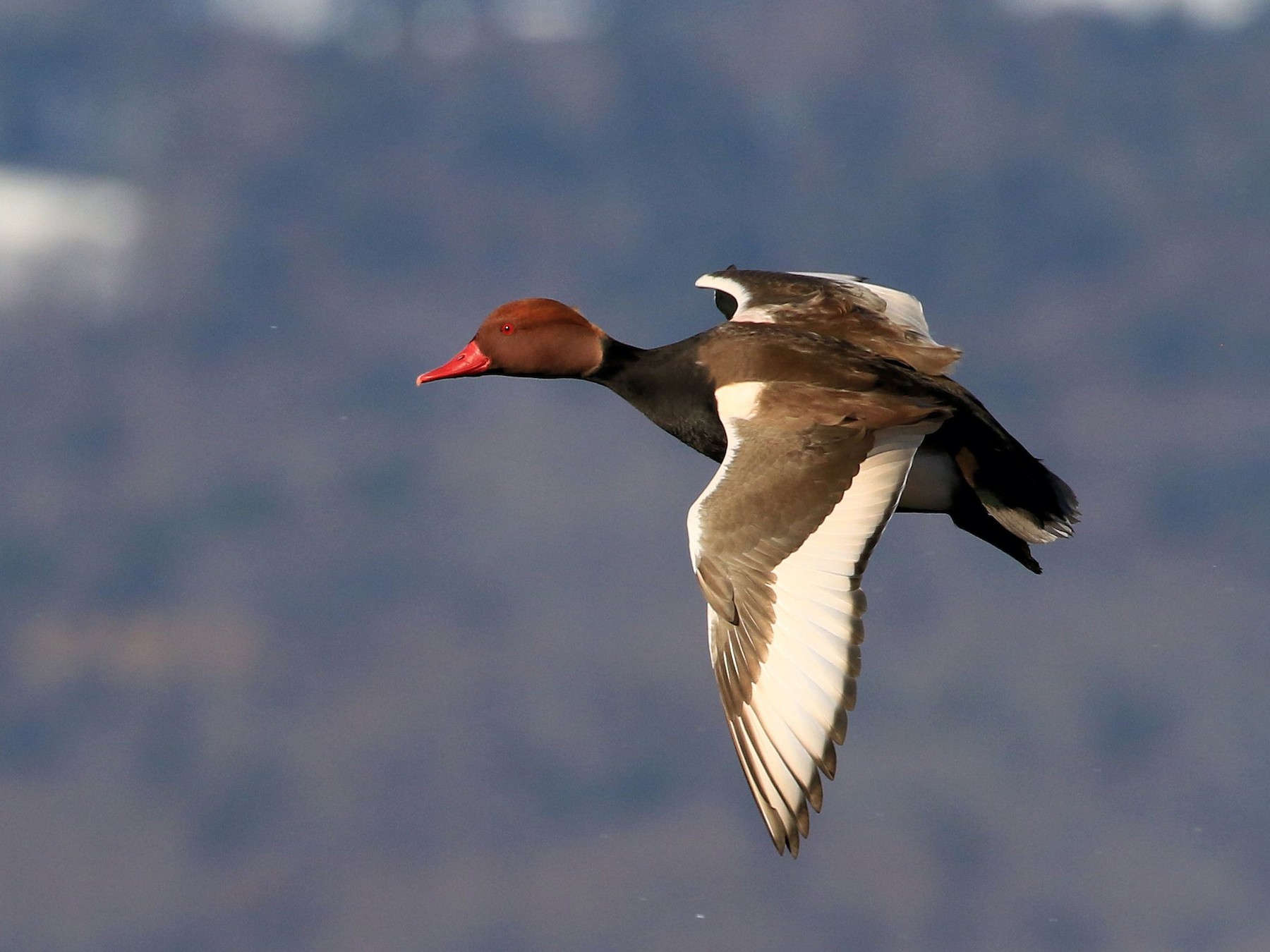 Red-crested Pochard - eBird