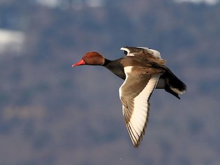 Red-crested Pochard - eBird