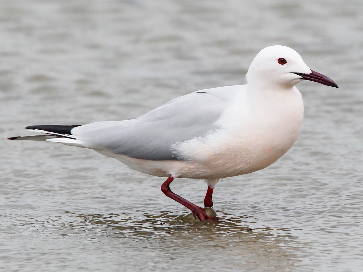 Slender-billed Gull - Chroicocephalus genei - Birds of the World
