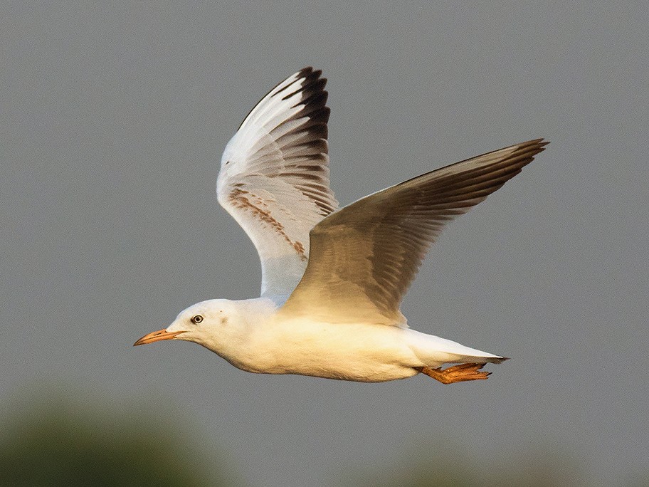 Slender-billed Gull - eBird