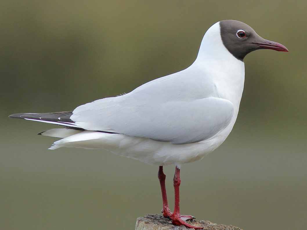 Black-headed Gull - Chroicocephalus ridibundus - Birds of the World