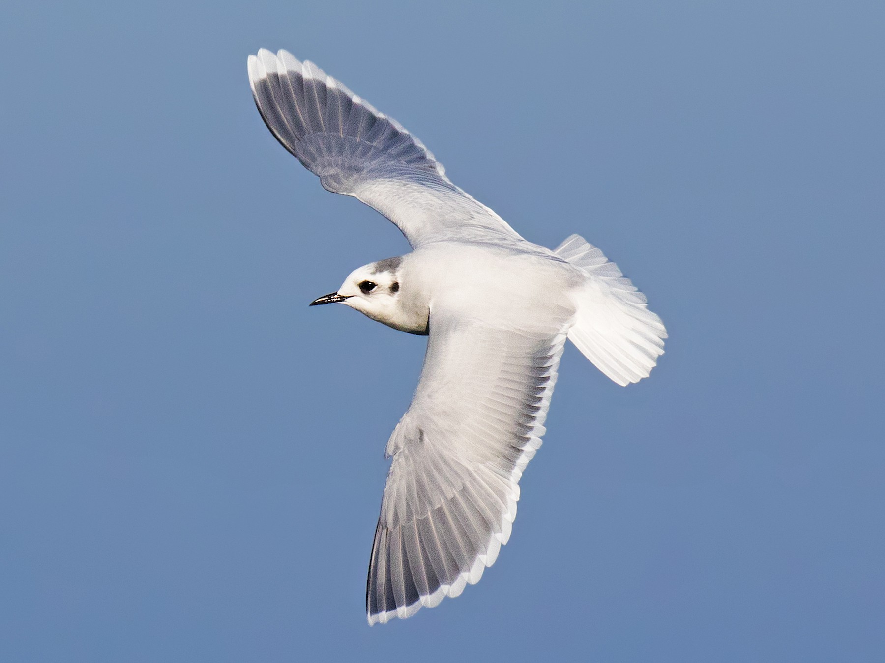 Little Gull - eBird