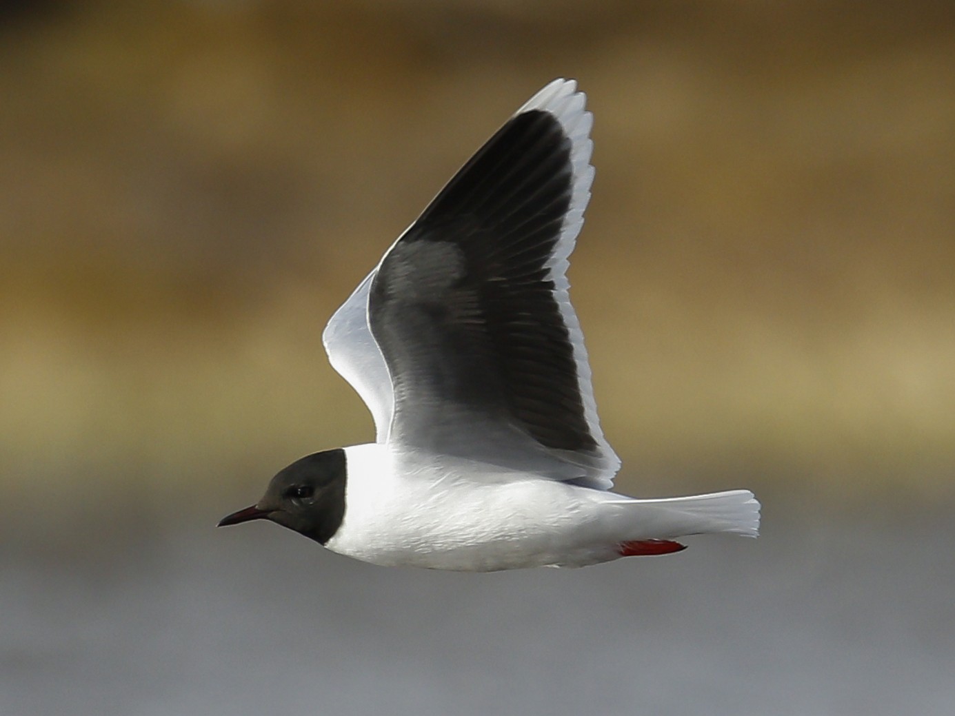 Little Gull - eBird