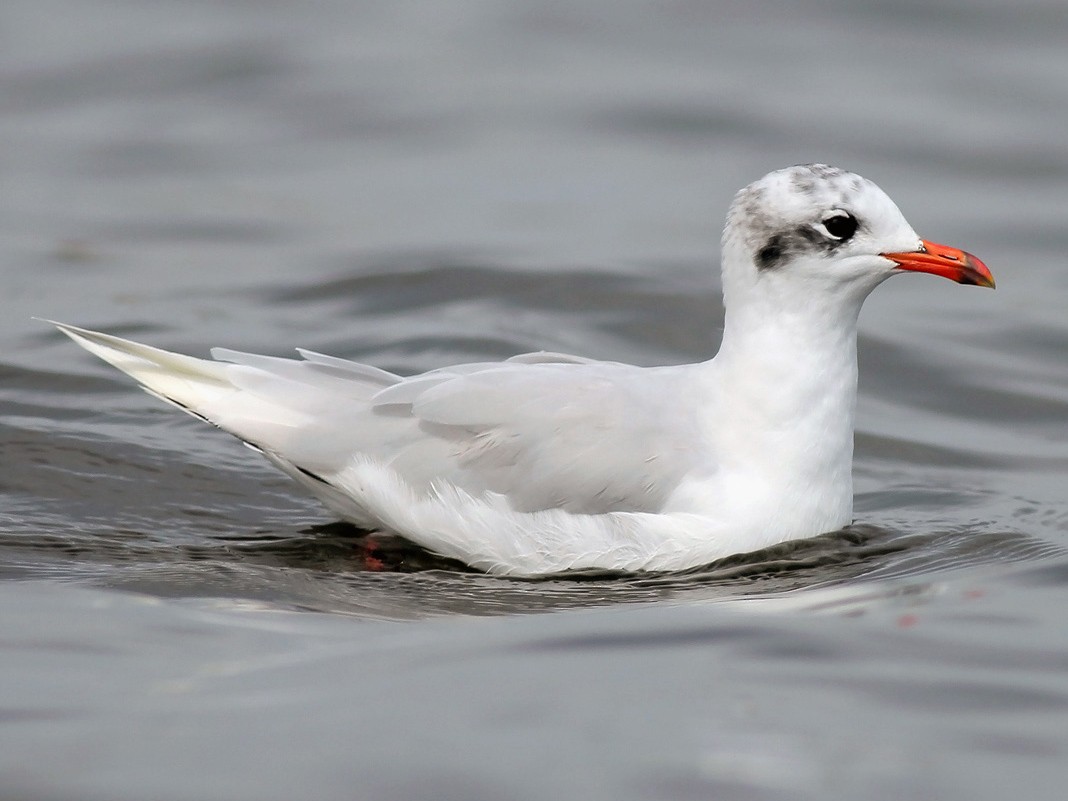 Mediterranean Gull - eBird