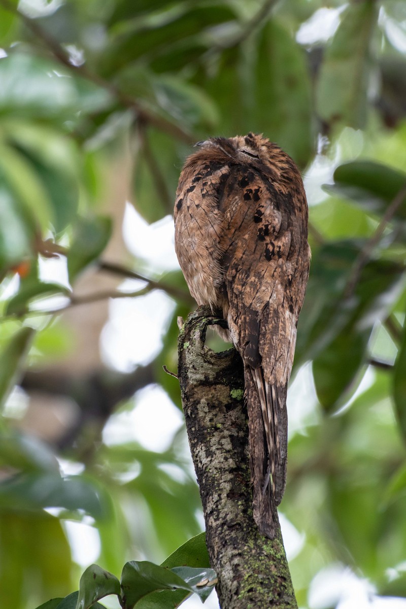 eBird Checklist - 25 Jun 2019 - RN Laguna de Sonso - 64 species