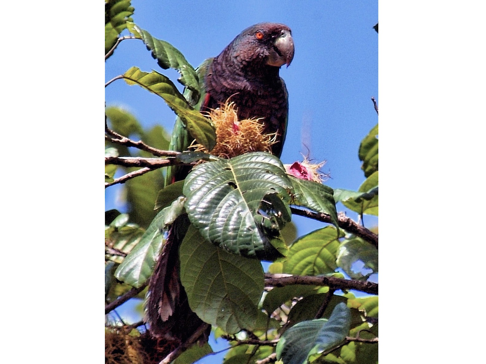 Imperial Parrot - eBird