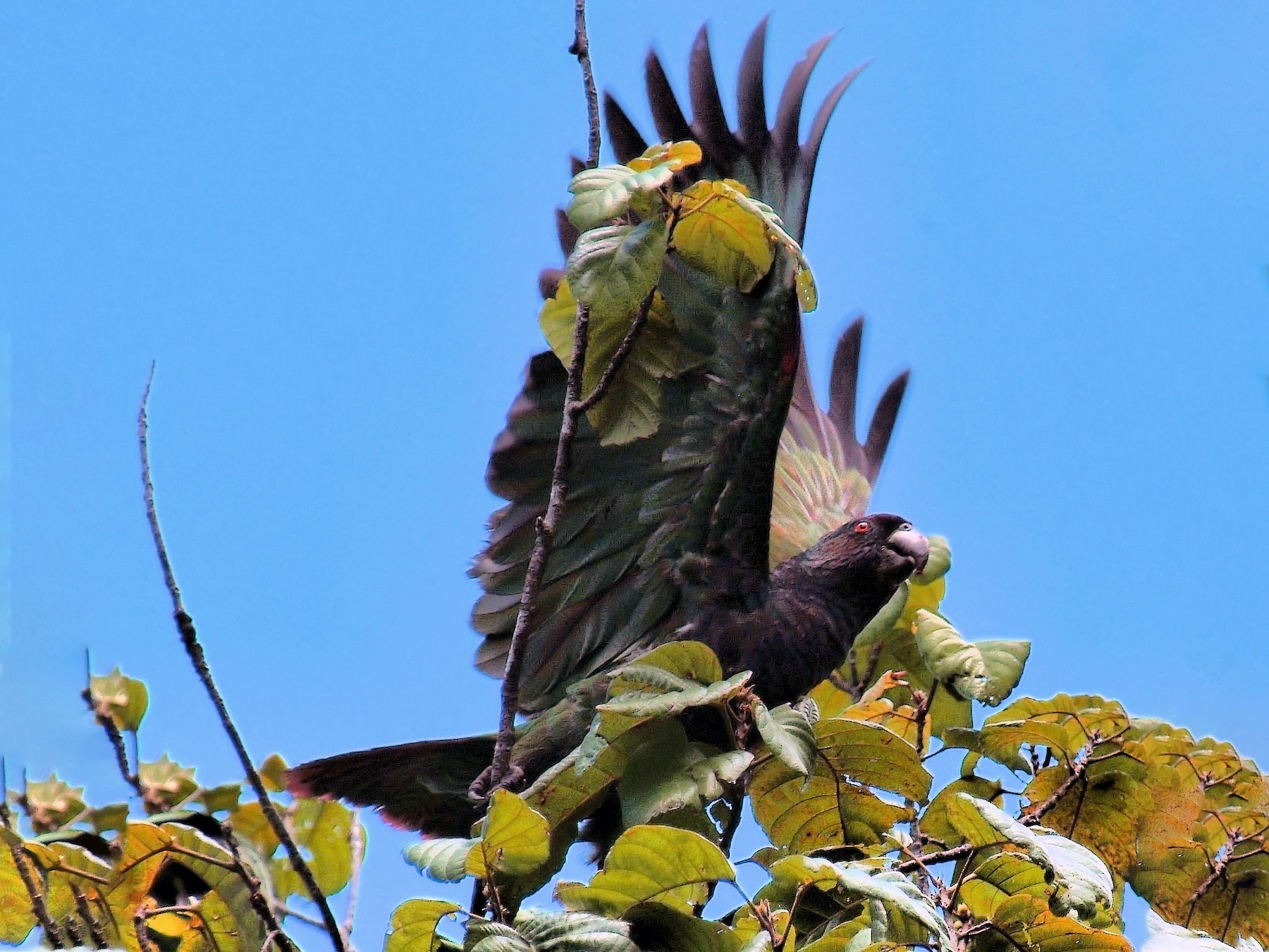 Imperial Parrot - eBird