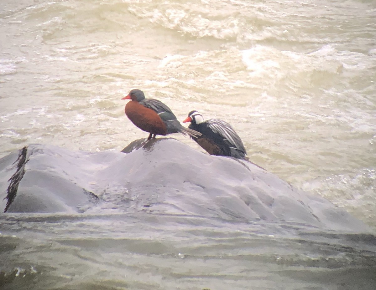 eBird Checklist - 27 Jun 2019 - Santuario del Río - 12 species