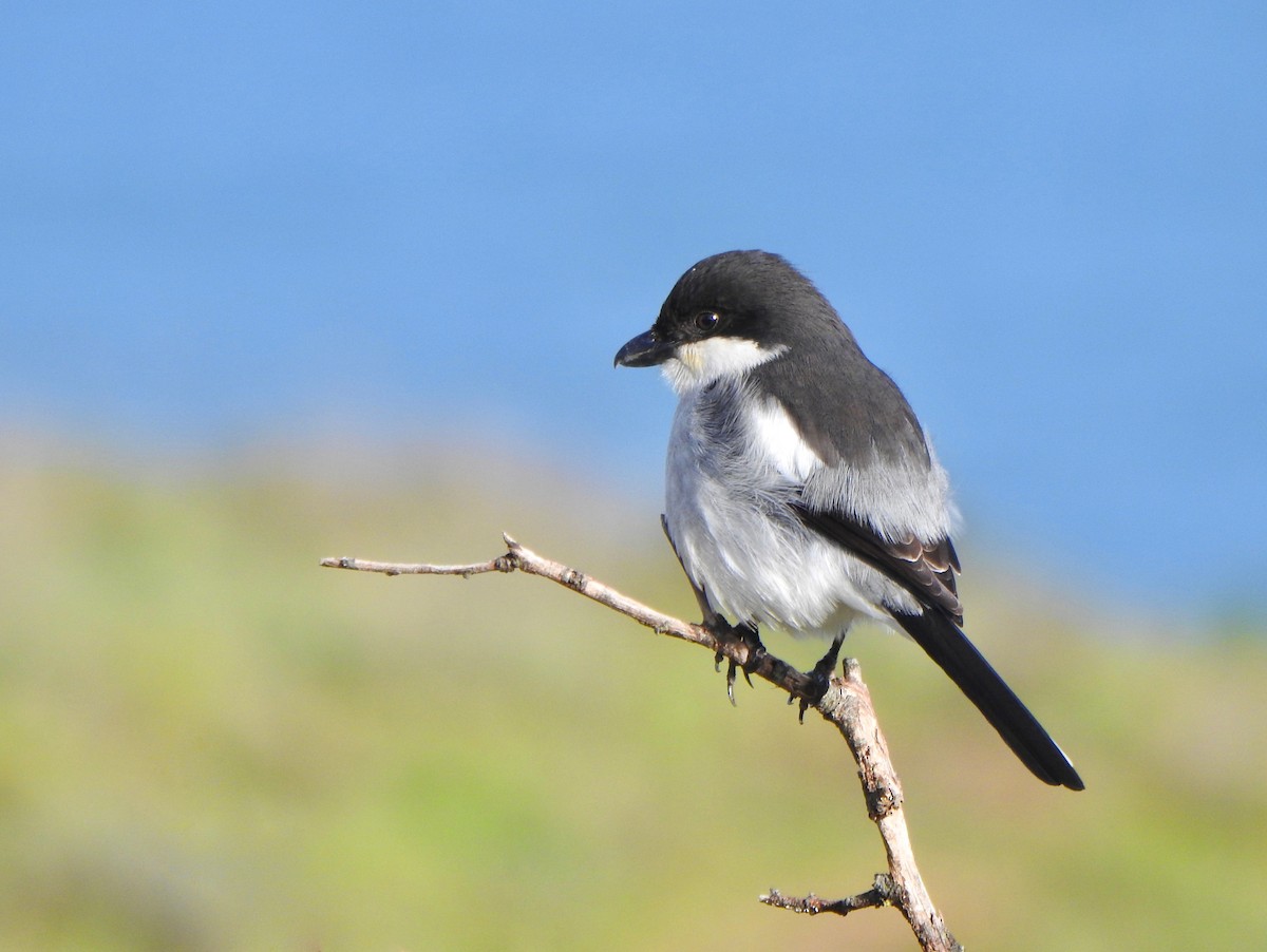 カタジロオナガモズ（collaris グループ） - eBird