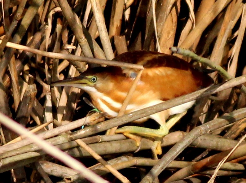 eBird Checklist - 13 Jul 2019 - Muck Lake-Peabody WMA Sinclair - 24 species