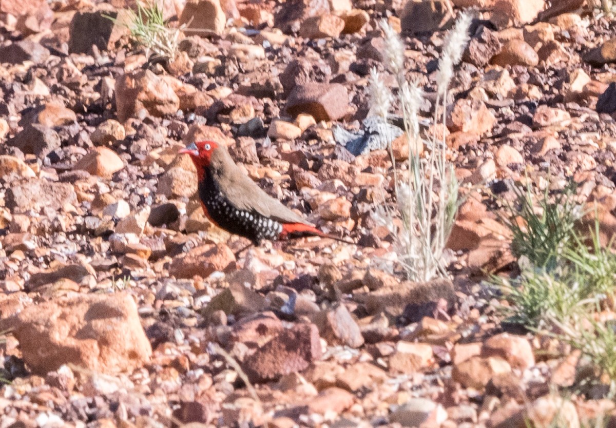 eBird Australia Checklist - 15 Jun 2019 - Jump-up 40, Winton-Jundah ...