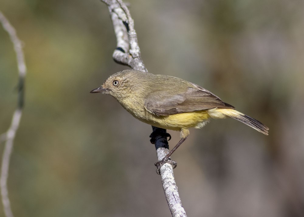 Buff-rumped Thornbill - Acanthiza reguloides - Media Search - Macaulay ...