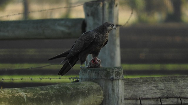 Photos - Black Falcon - Falco subniger - Birds of the World