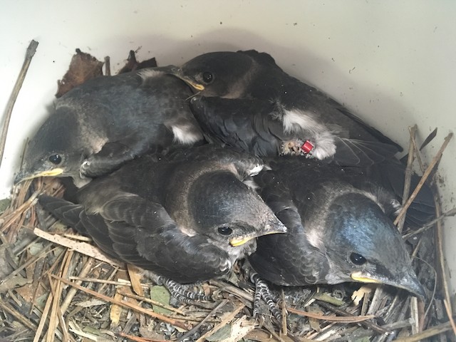 Purple Martin Mud Nest