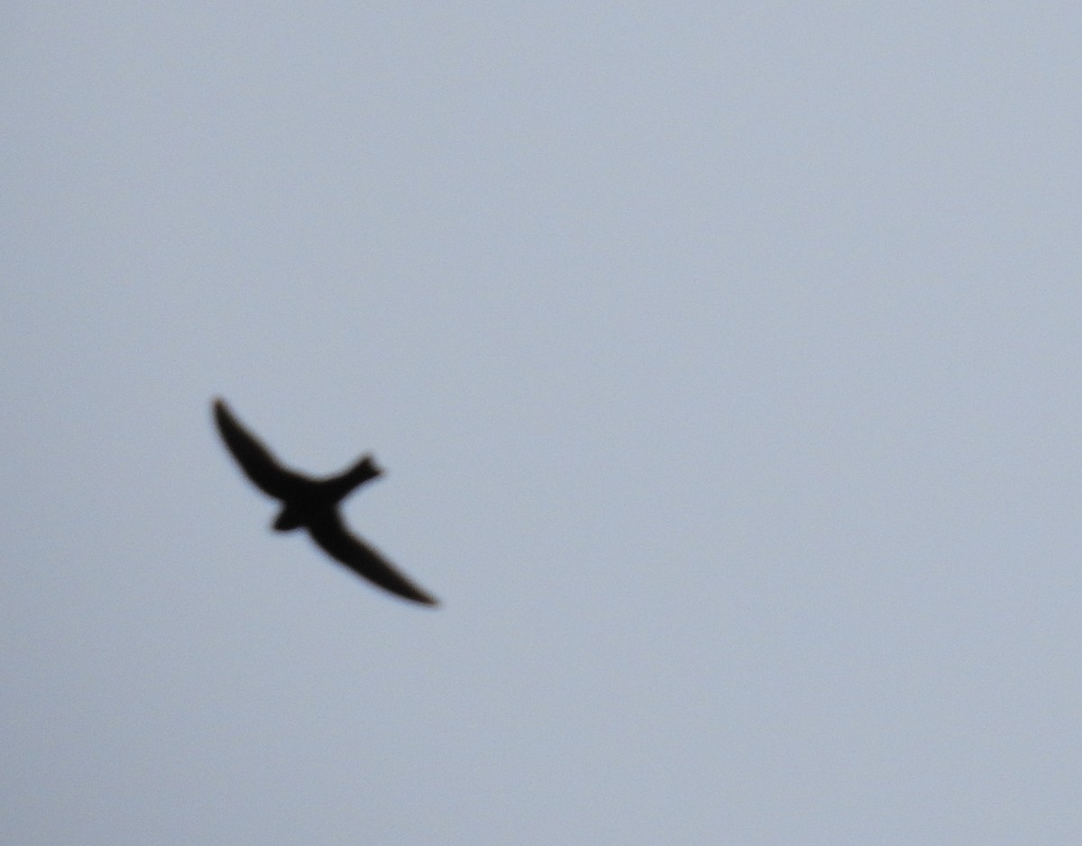 eBird Checklist - 13 Jul 2019 - Escuela La Lía - 19 species