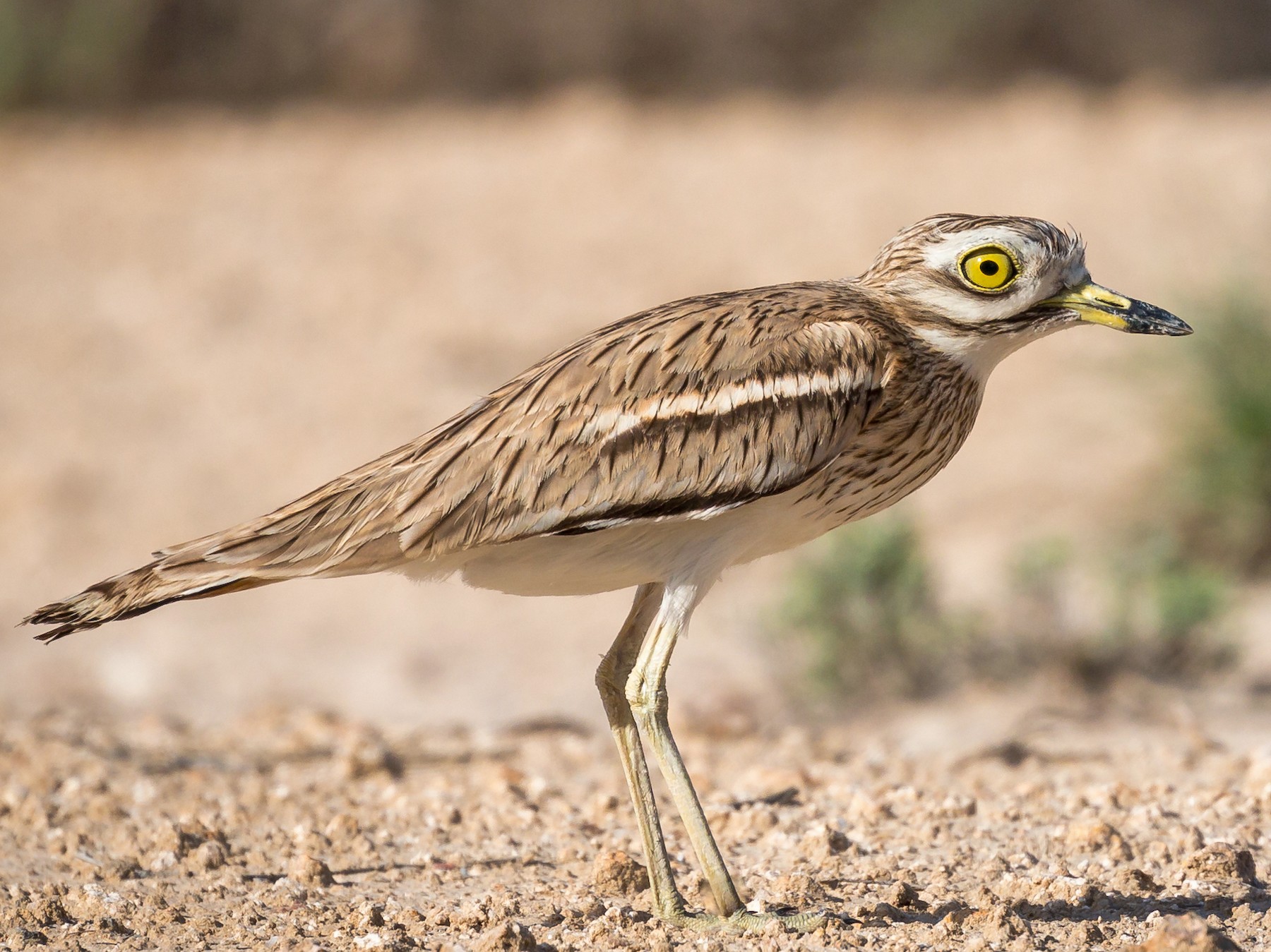 Stone-curlew - eBird