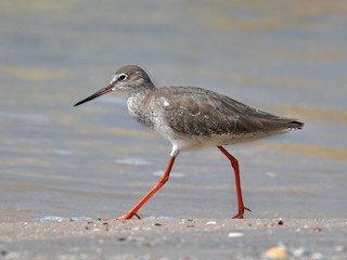 Common Redshank - eBird