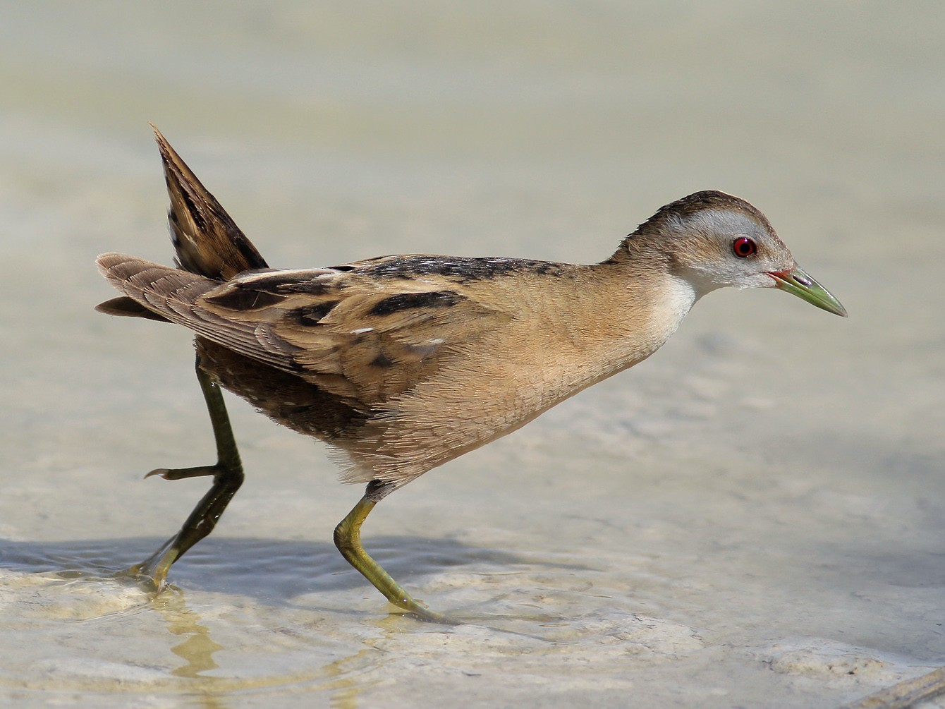 Little Crake - eBird
