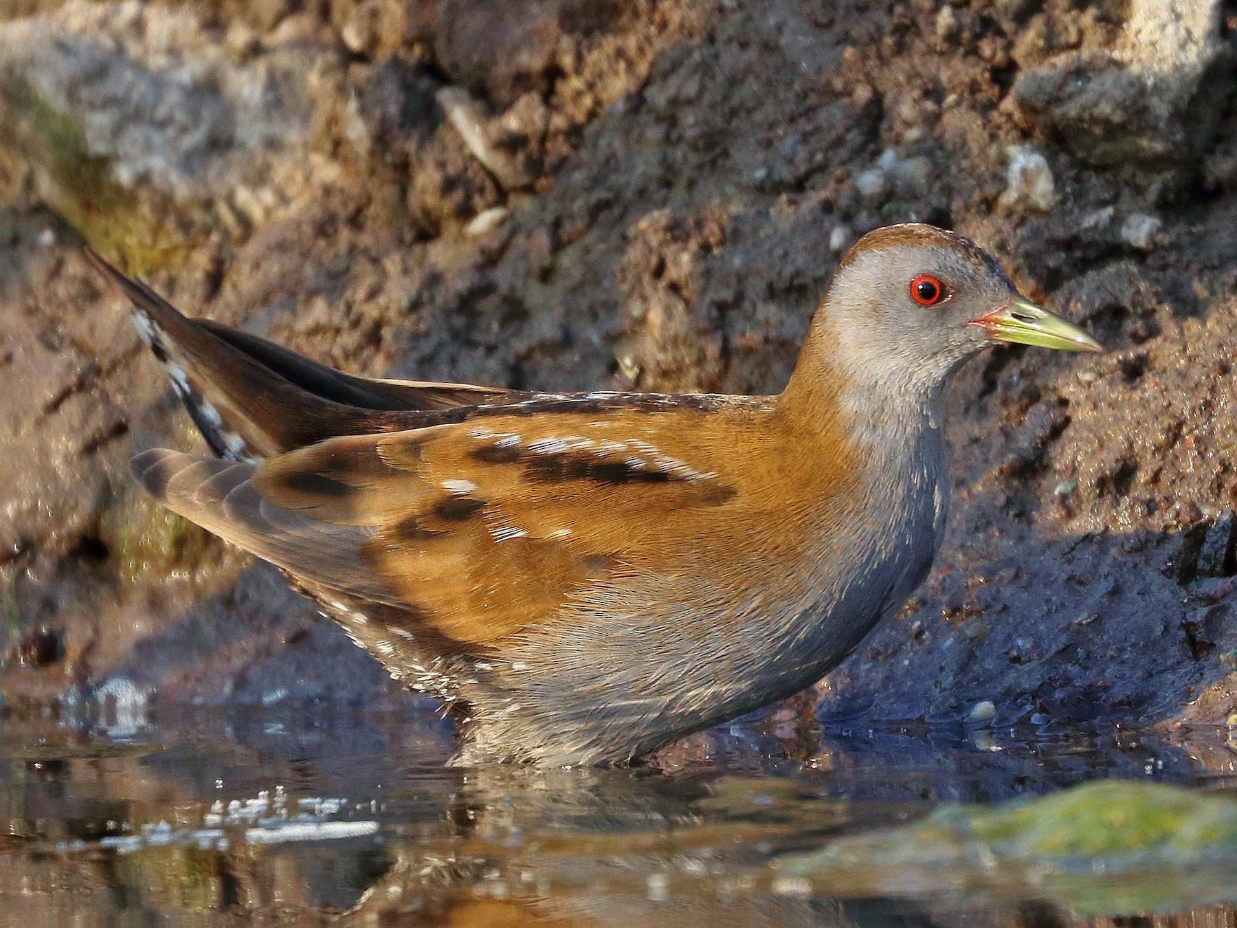Little Crake - eBird