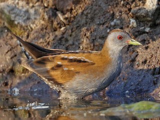 Little Crake - eBird