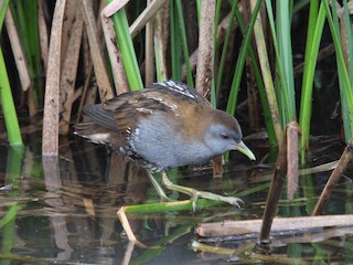 Little Crake - eBird