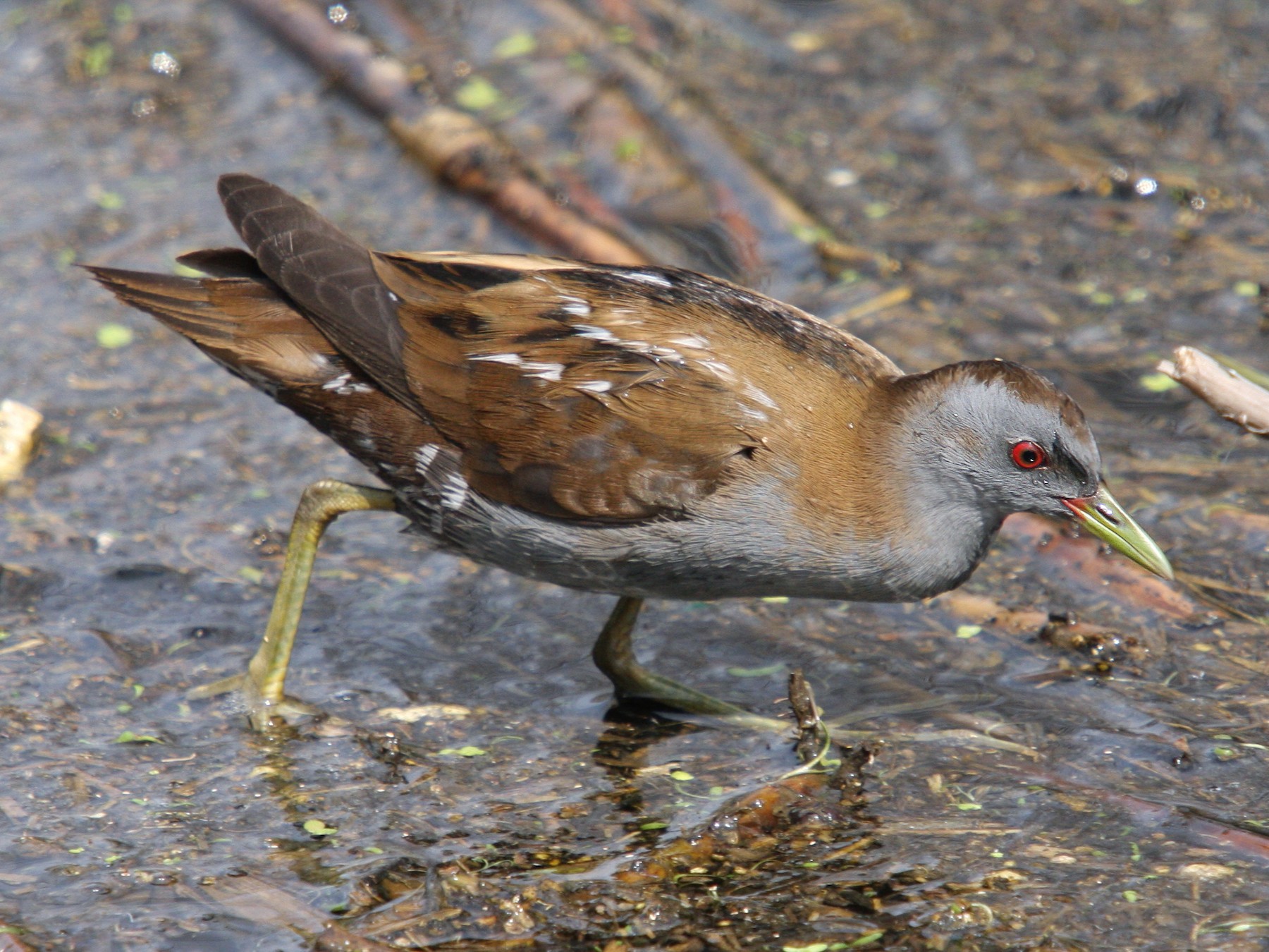 Little Crake - eBird