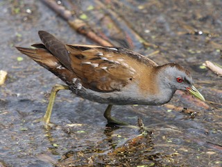 Little Crake - Zapornia parva - Birds of the World