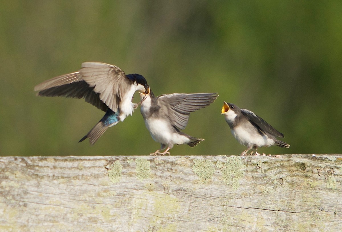 About the Portal - New York Breeding Bird Atlas