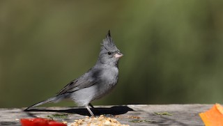 Gray-crested Finch - Lophospingus griseocristatus - Birds of the World