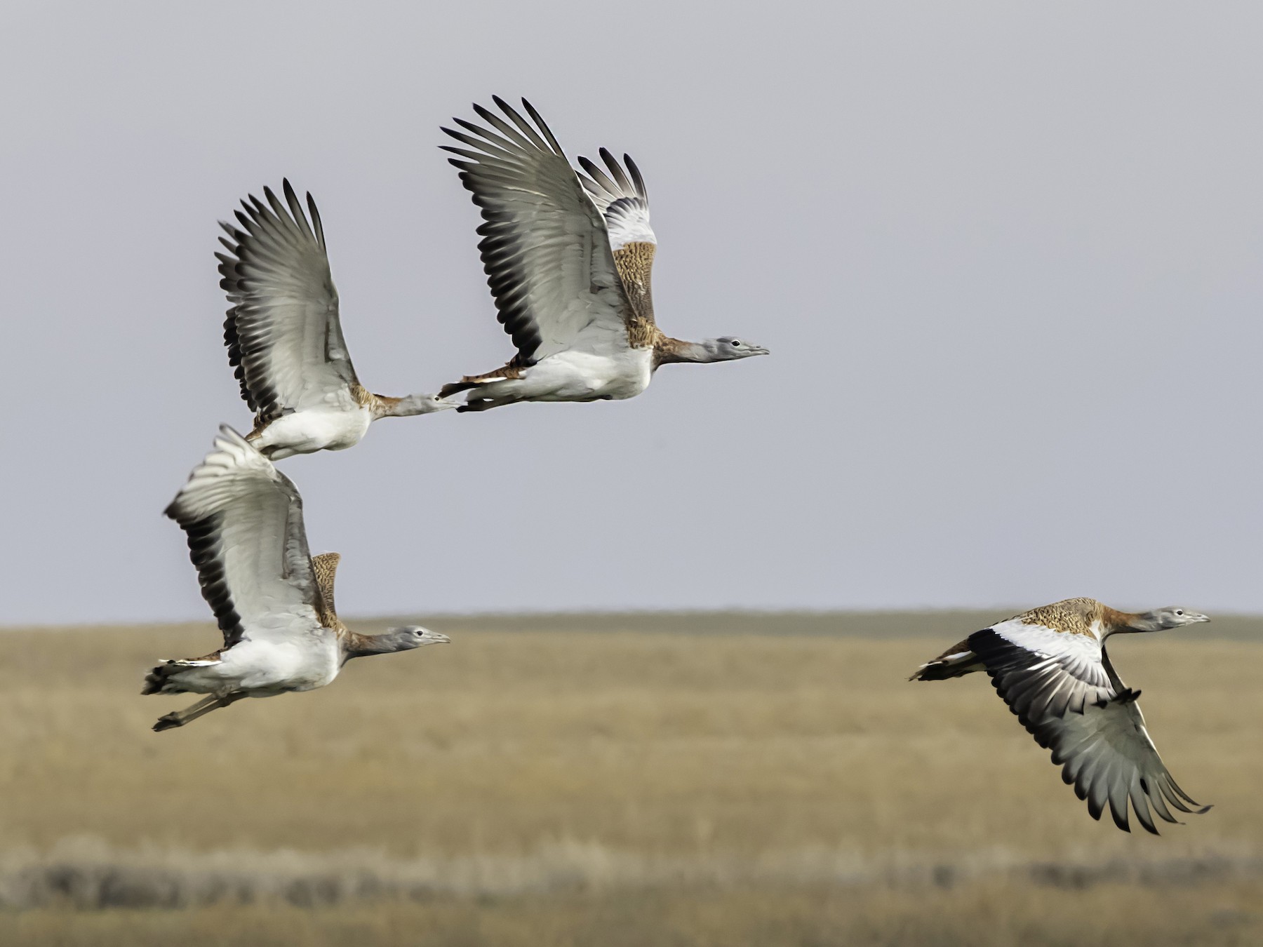 Great Bustard - eBird