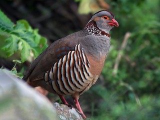 Barbary Partridge - eBird