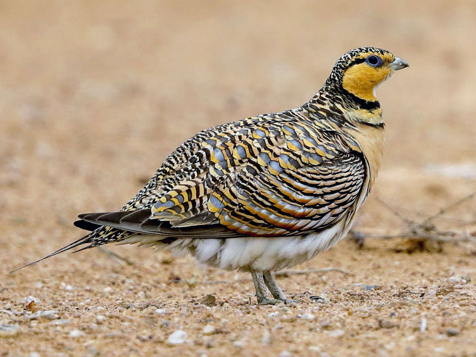 Pin-tailed Sandgrouse - eBird