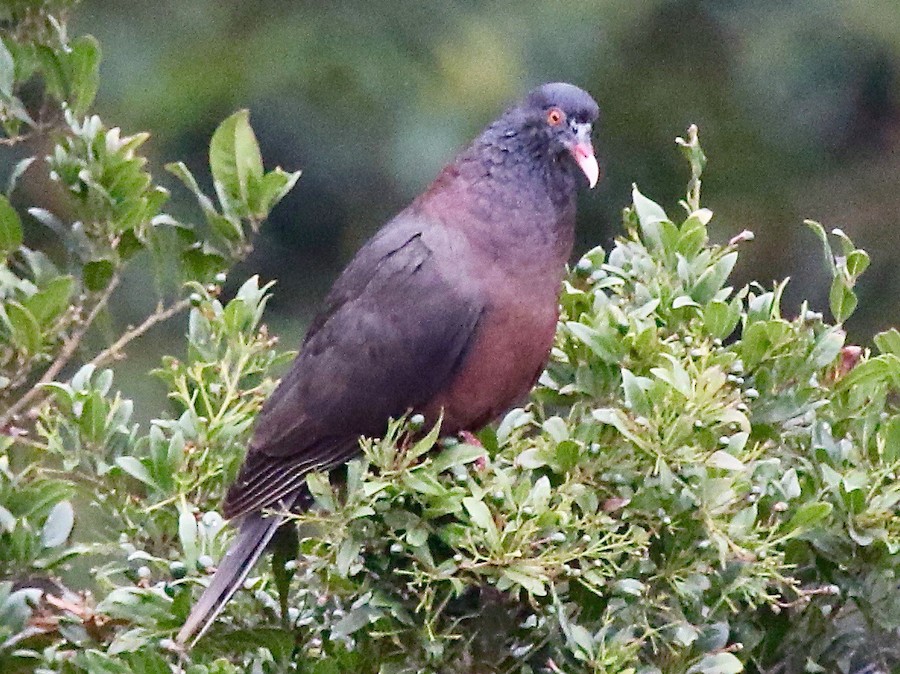 Laurel Pigeon - eBird