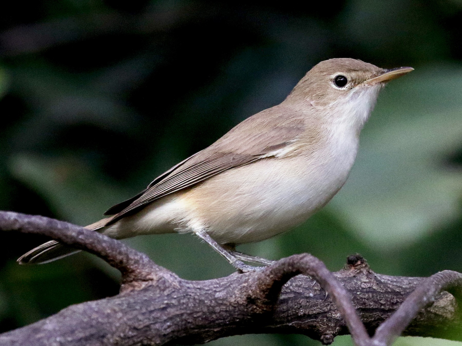 Western Olivaceous Warbler - eBird