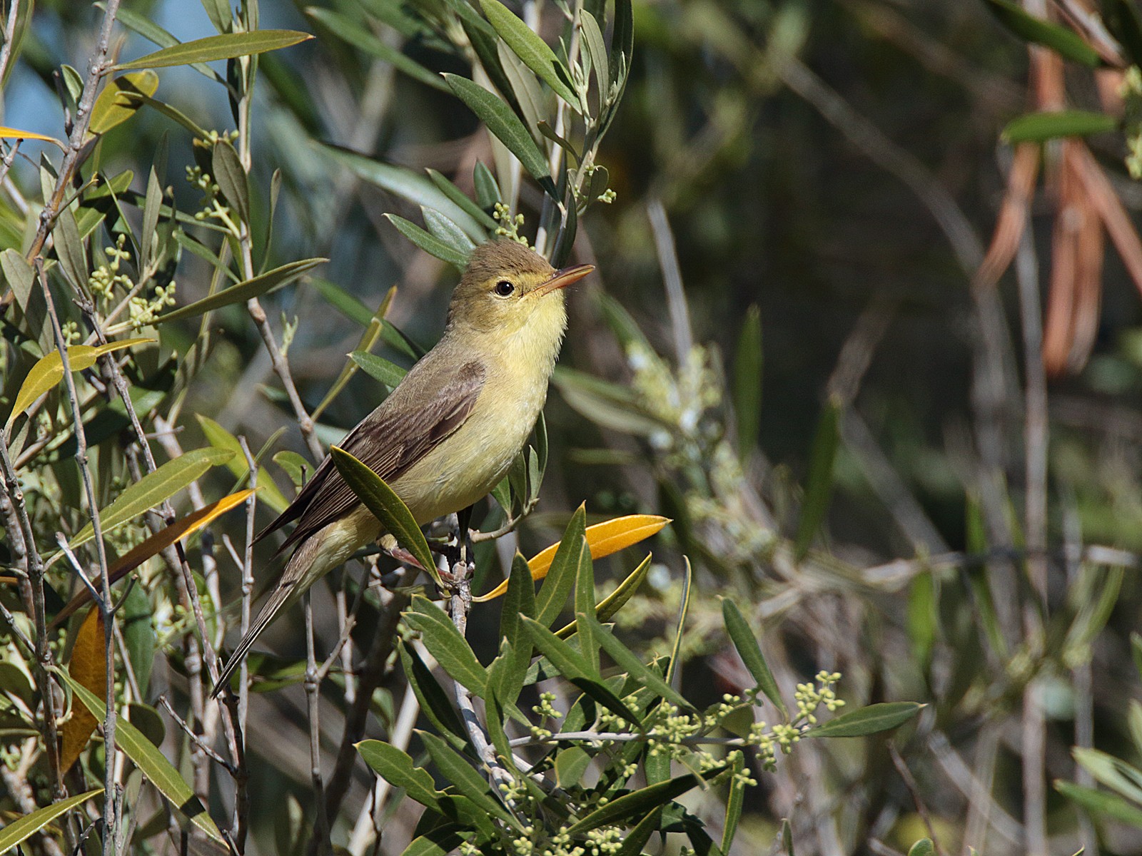 Melodious Warbler - eBird