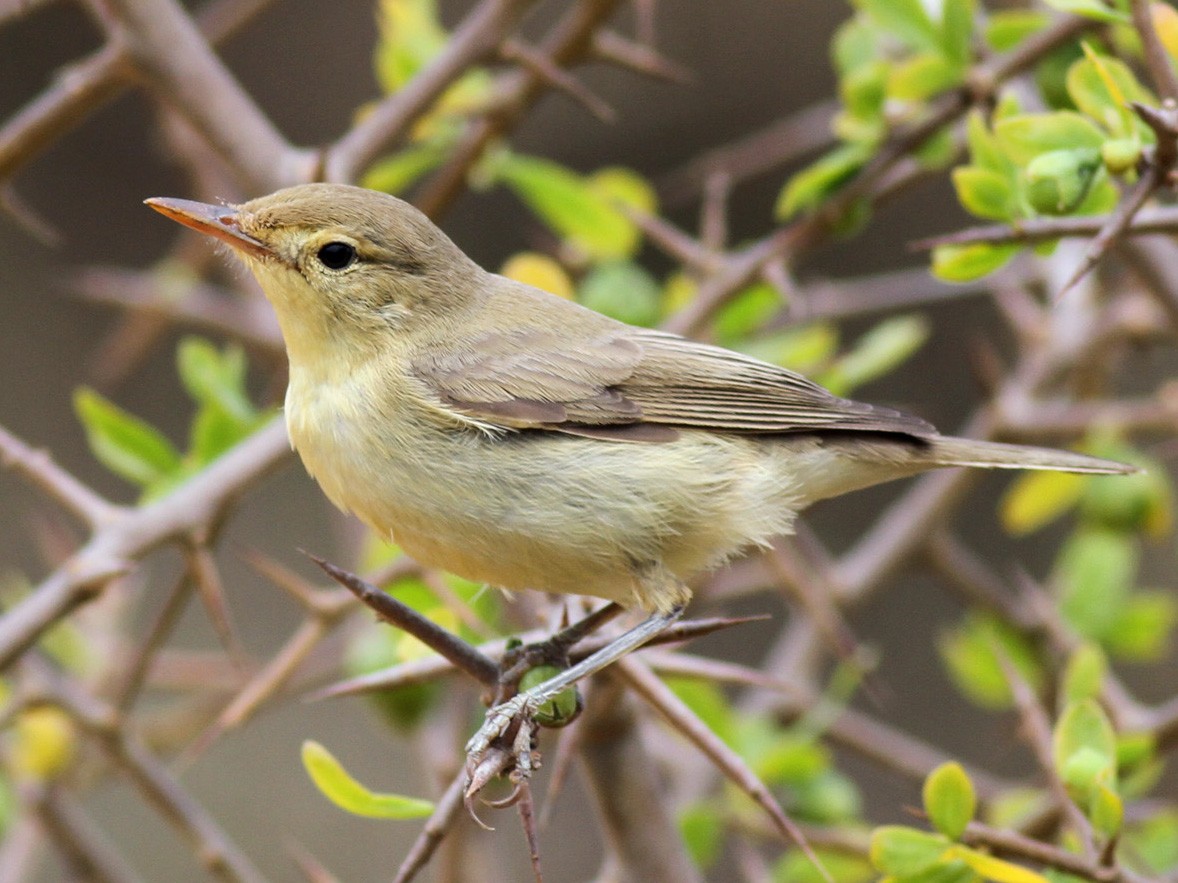Melodious Warbler - eBird