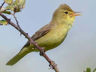 Melodious Warbler - eBird