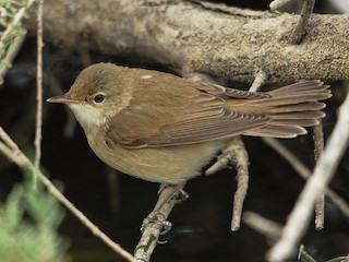 Common Reed Warbler - eBird