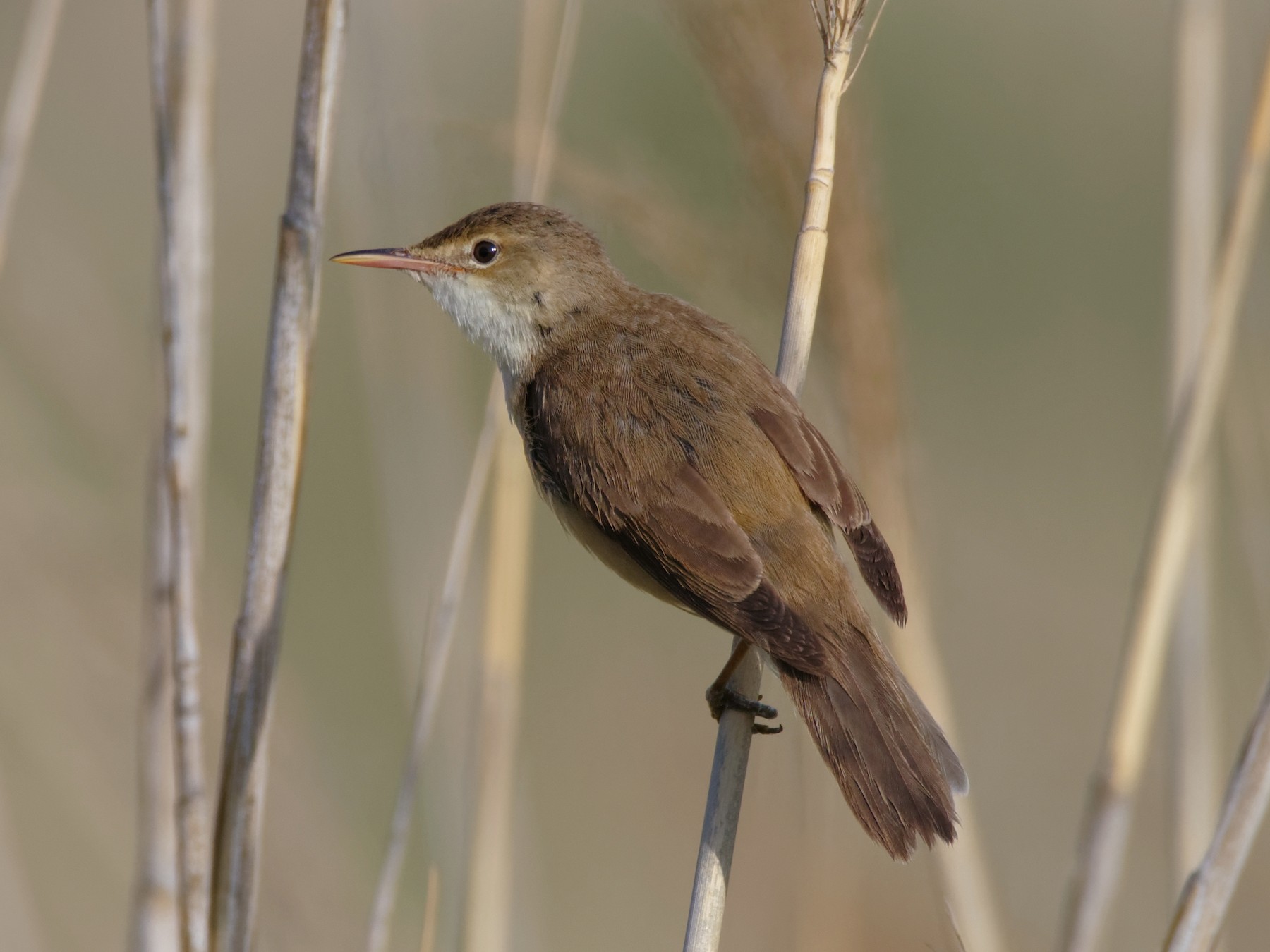 Eurasian Reed Warbler - eBird