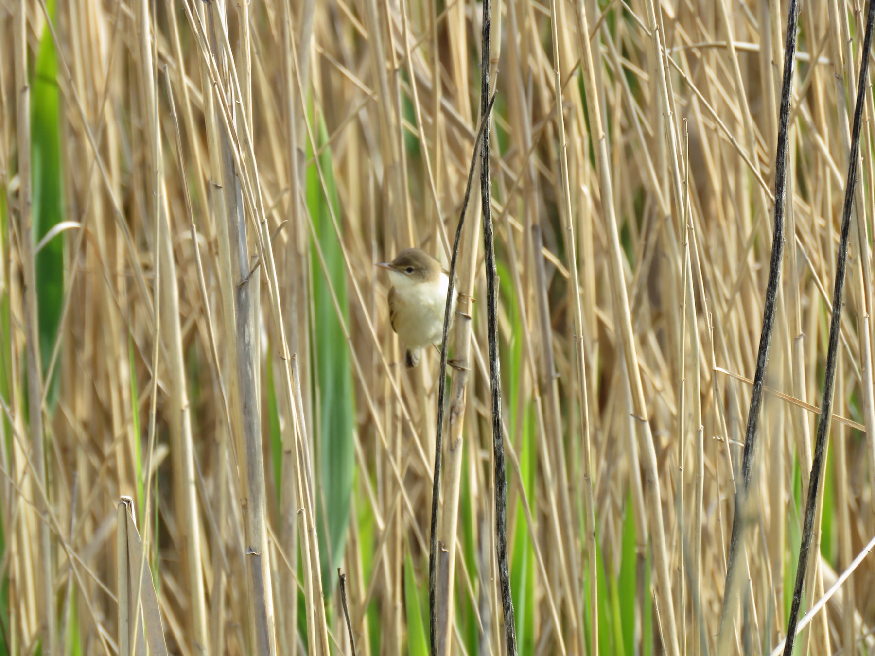Common Reed Warbler - eBird
