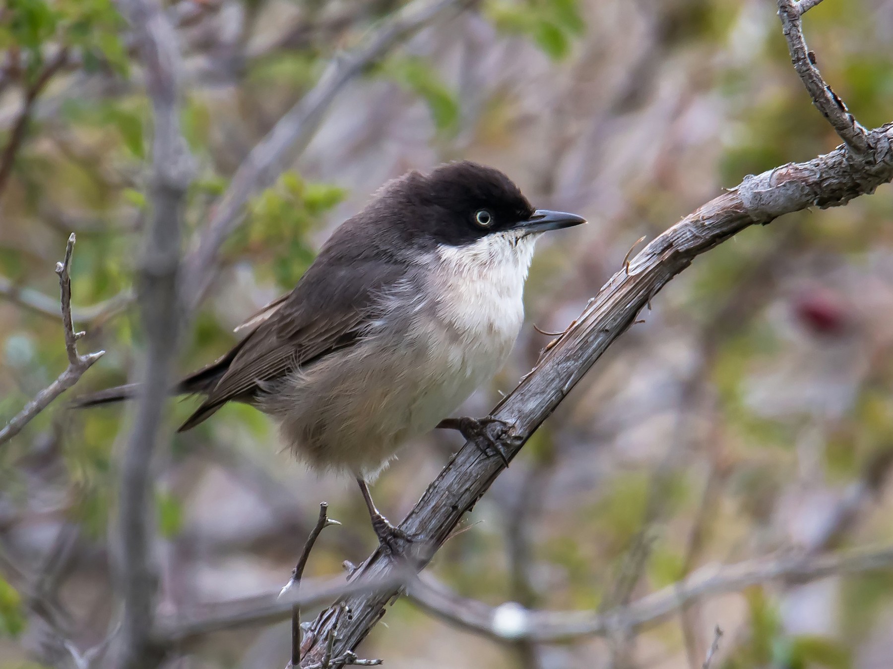 Western Orphean Warbler - eBird