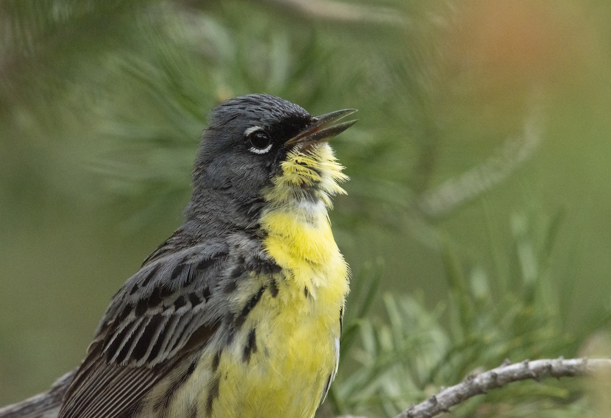 eBird Checklist - 16 Jun 2019 - Huron-Manistee National Forests ...