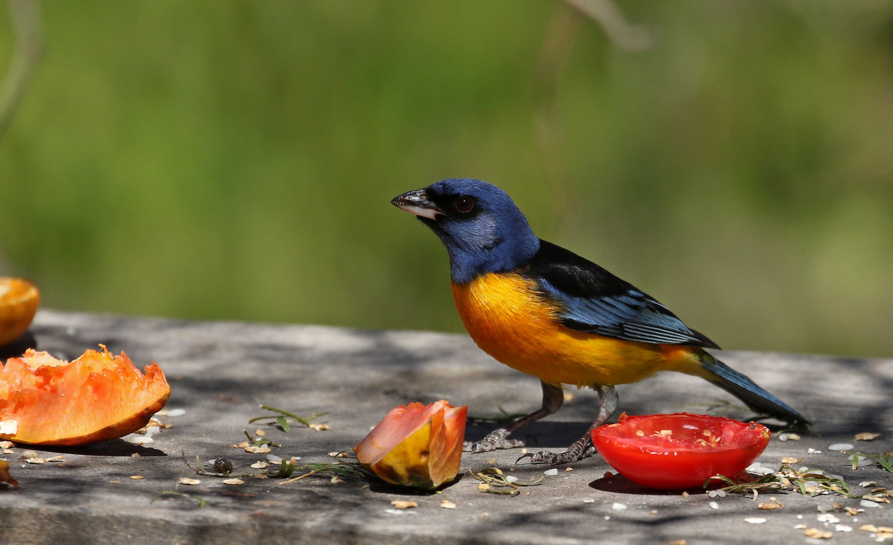 Blue-and-yellow Tanager (Blue-and-yellow) - eBird