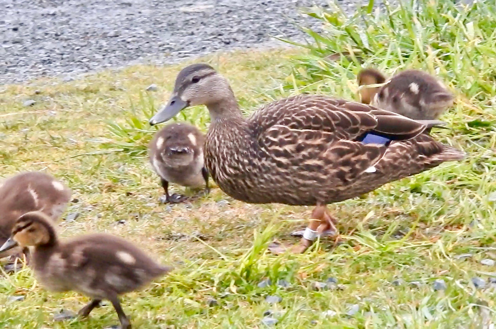 Mallard/American Black Duck - eBird
