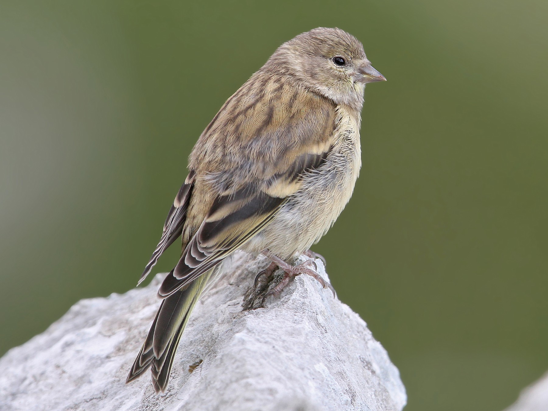 Citril Finch - eBird