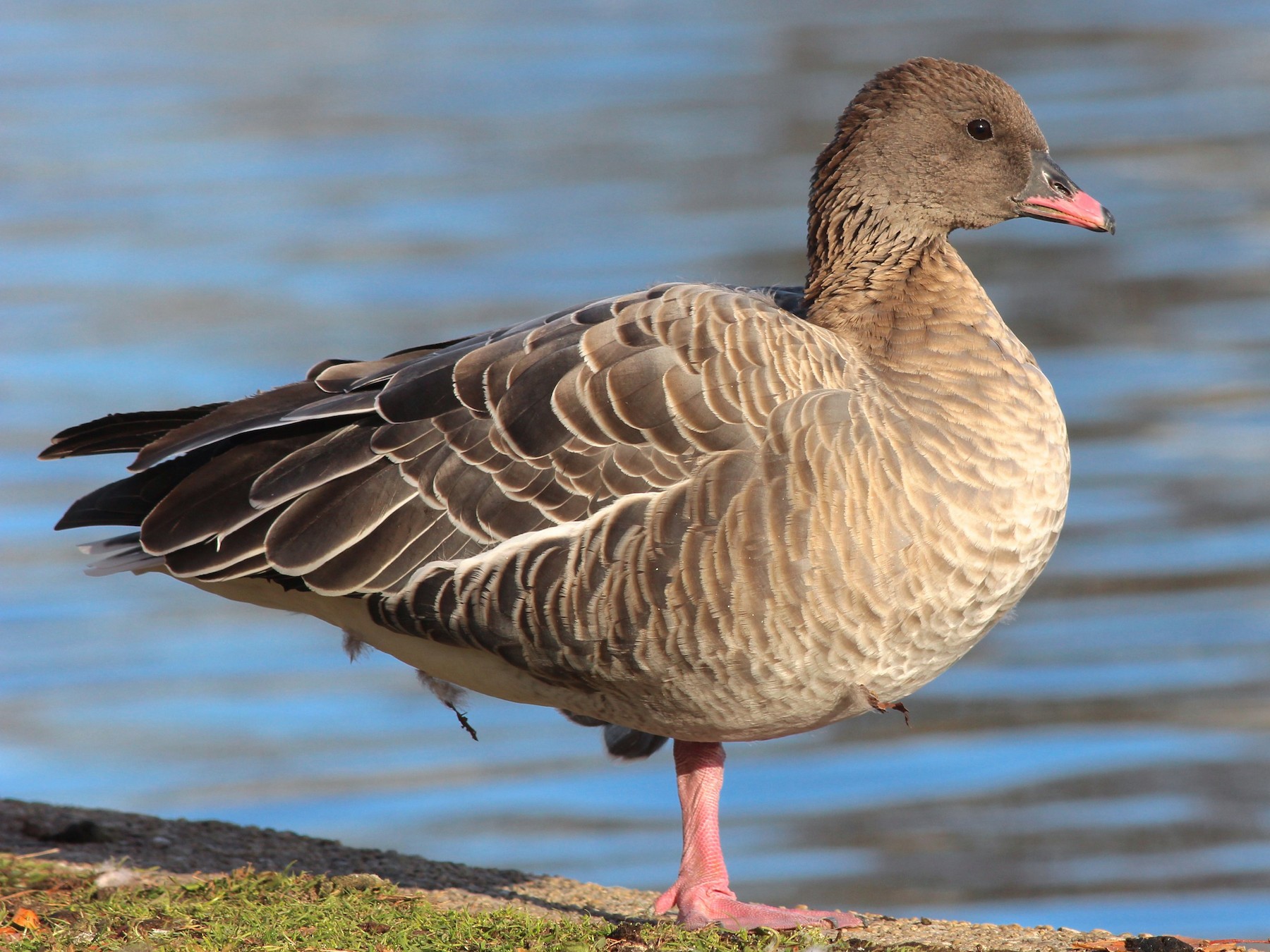 Pink-footed Goose - eBird