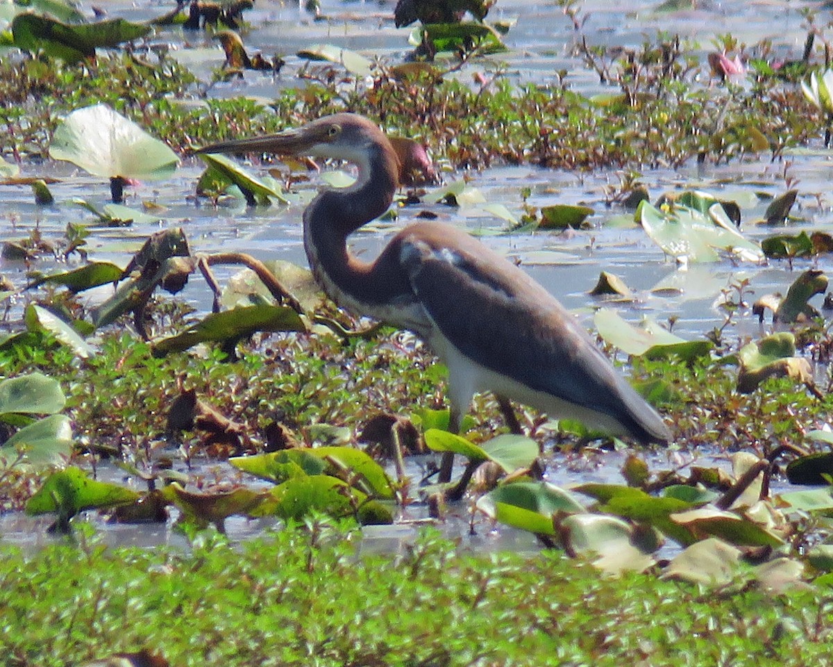 eBird Checklist - 21 Jul 2019 - Patuxent Research Refuge--South Tract ...